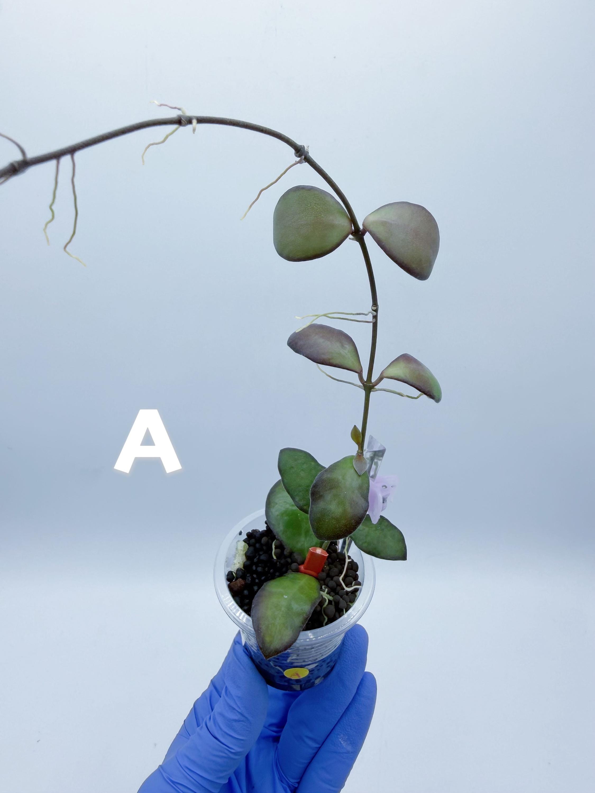Hoya Bilobata （aka Hoya Panchoi ） / Rooted - Etsy