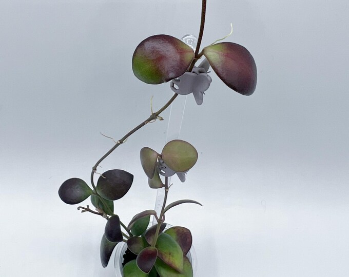 Hoya Bilobata （aka Hoya Panchoi ） / Actively Growing - Etsy