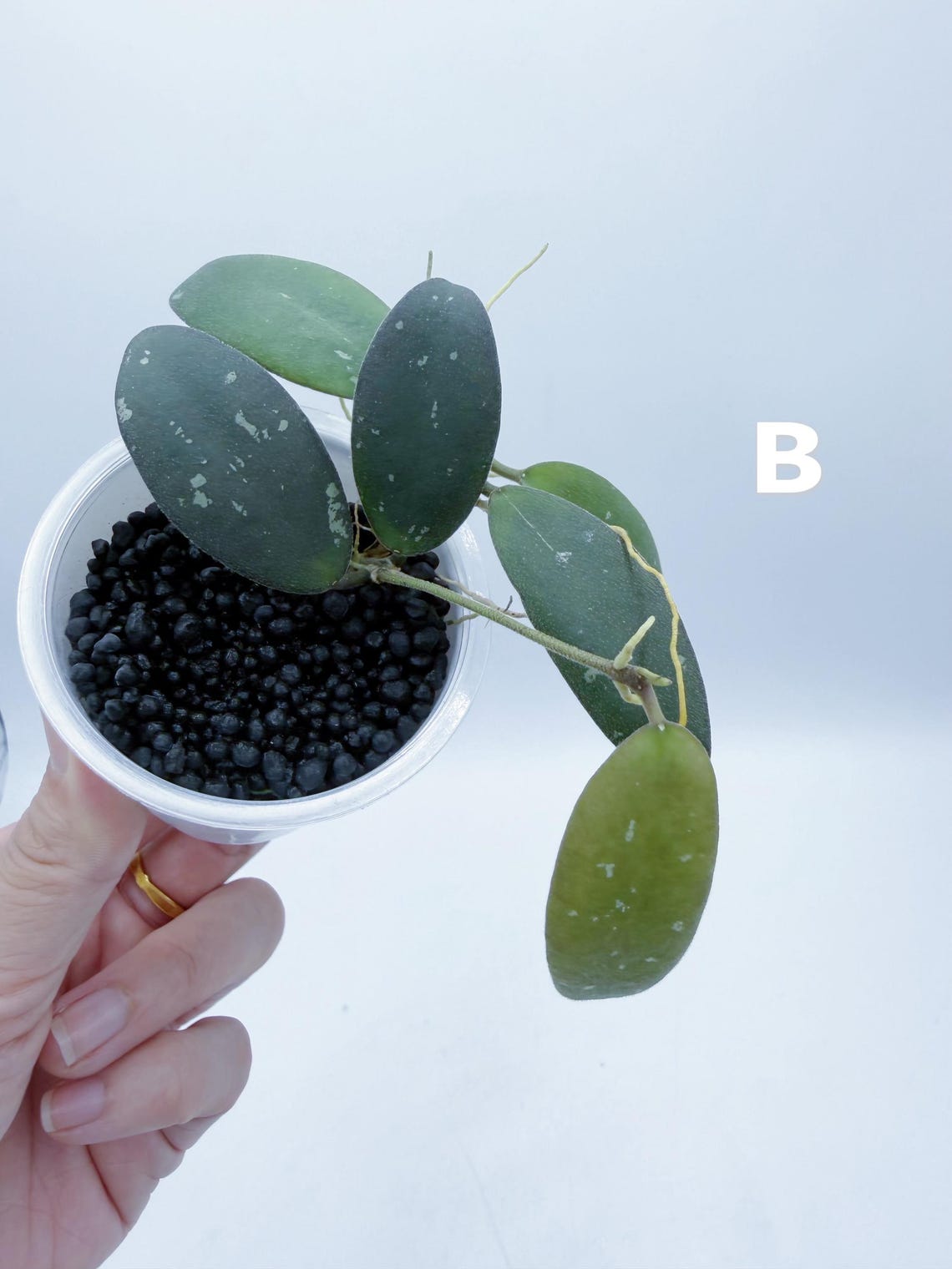 Hoya Sp Sabah Dragonfly EPC960 / Rooted - Etsy