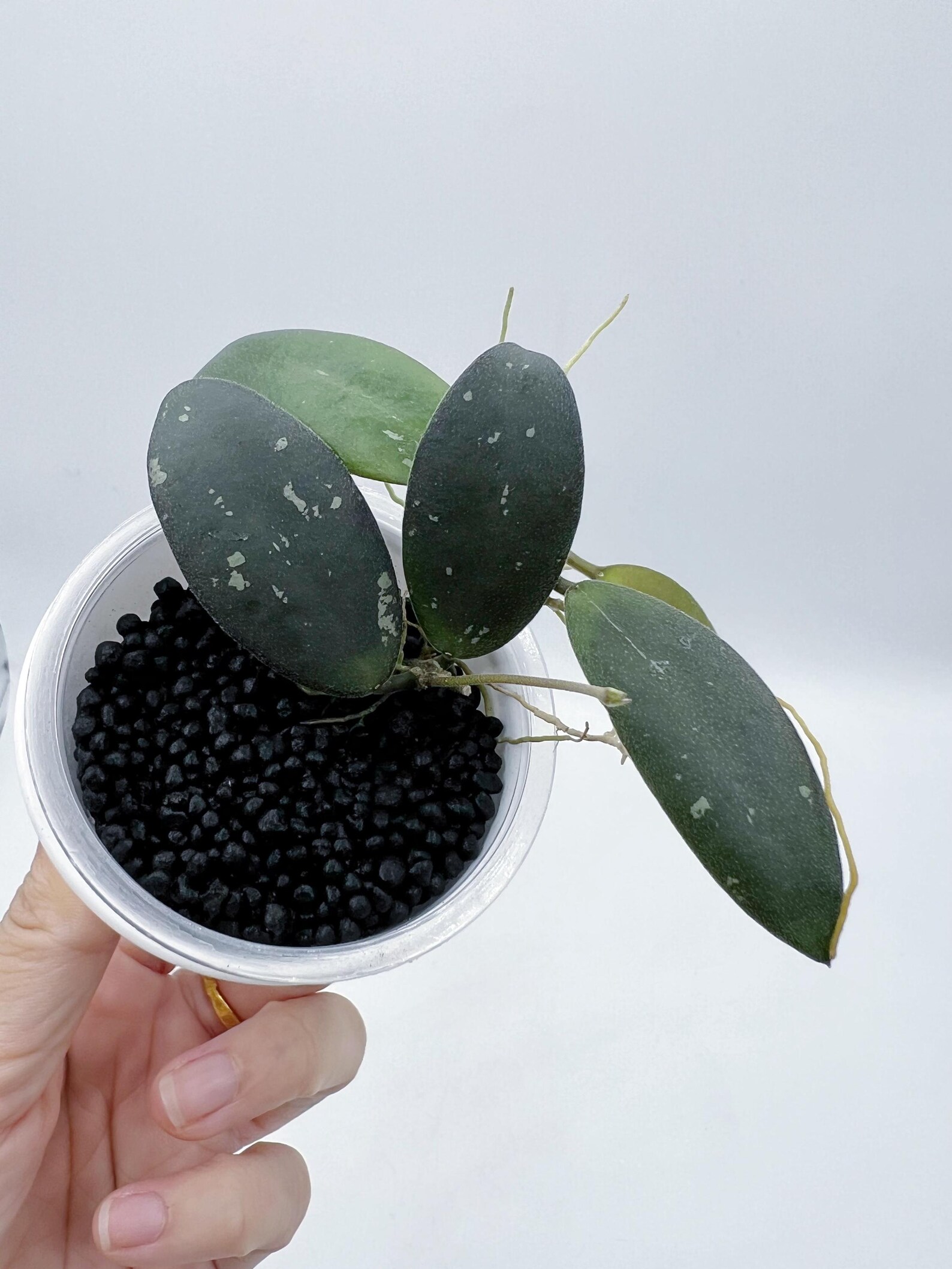 Hoya Sp Sabah Dragonfly EPC960 / Rooted - Etsy