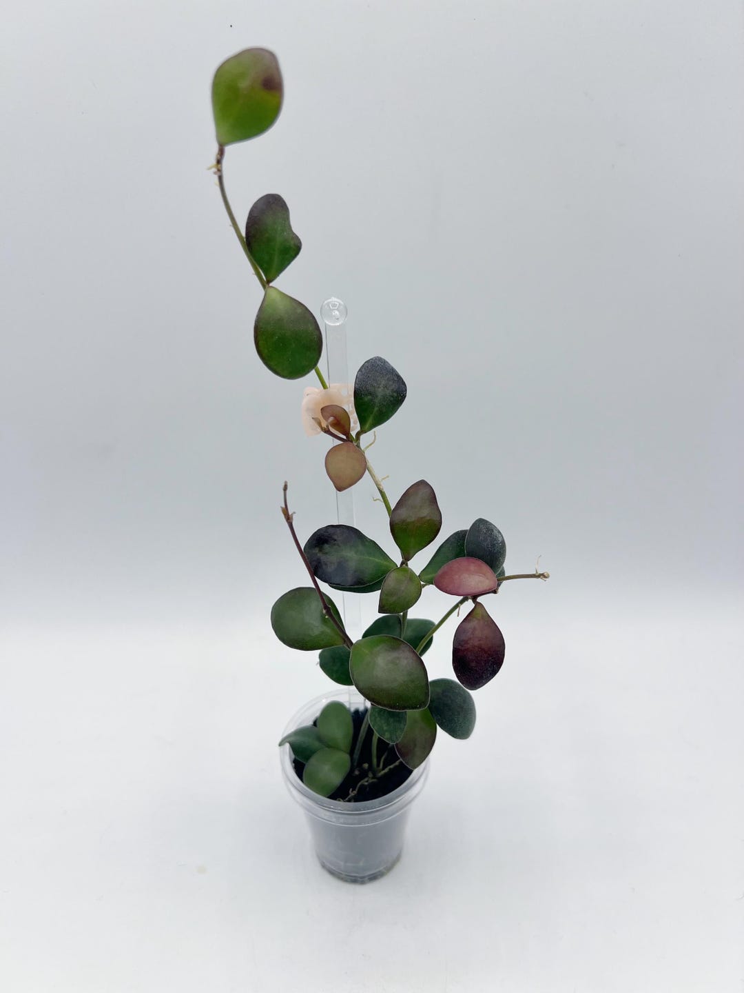Hoya Bilobata （aka Hoya Panchoi ） / Actively Growing - Etsy