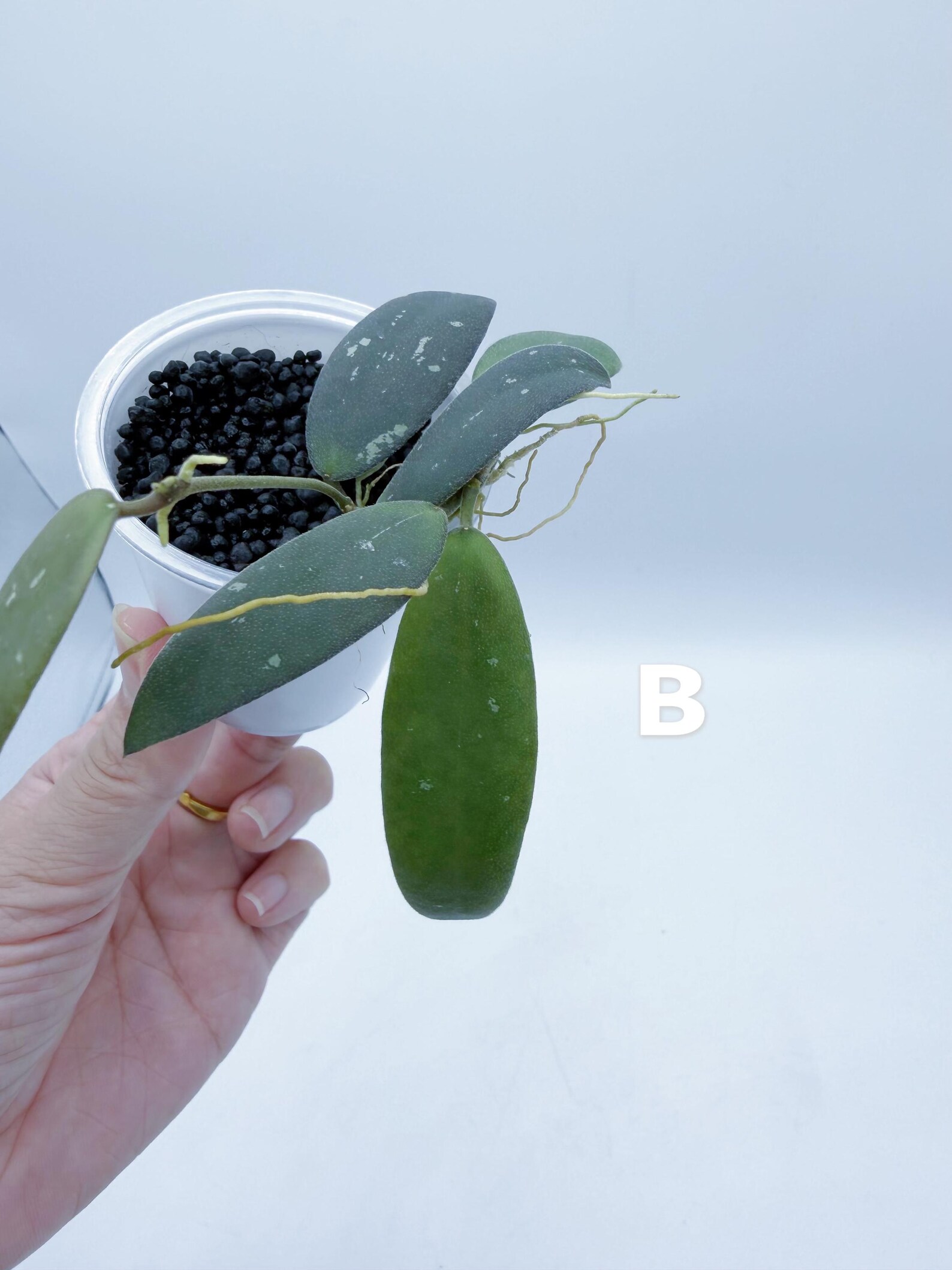 Hoya Sp Sabah Dragonfly EPC960 / Rooted - Etsy