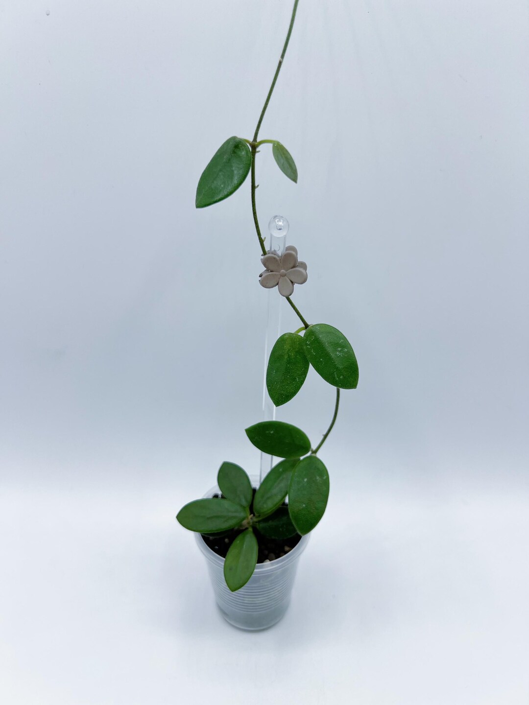 Hoya Wing Bean MYB 2021-01 / Rooted - Etsy