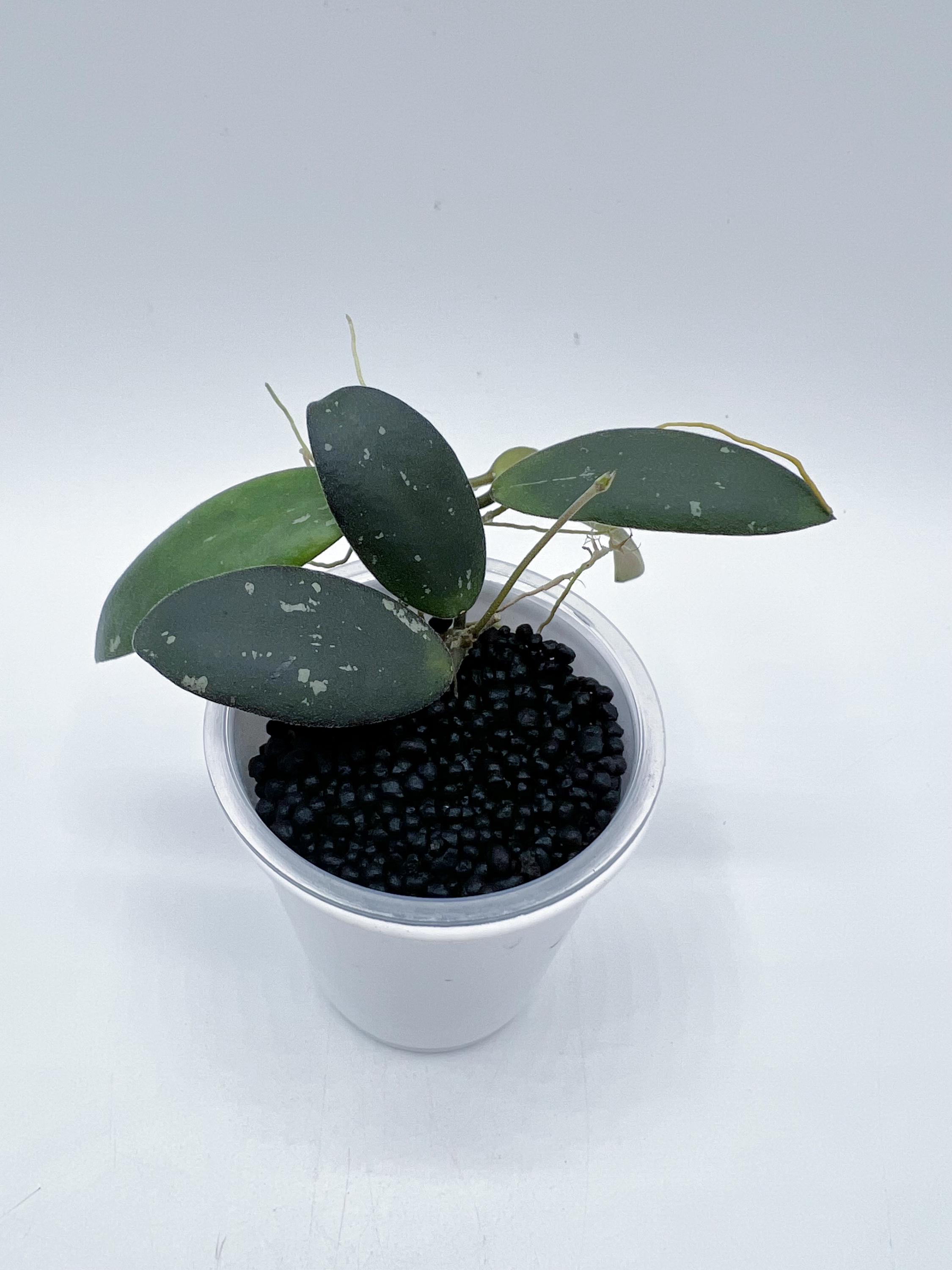 Hoya Sp Sabah Dragonfly EPC960 / Rooted - Etsy