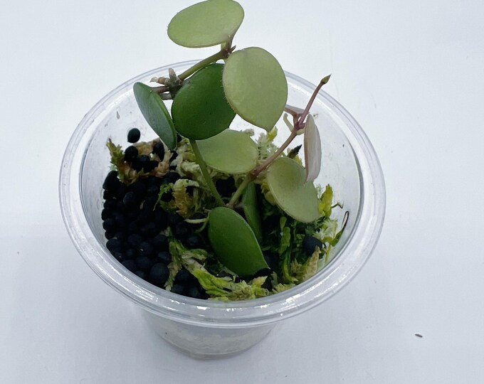 Hoya Peltata / Very Rare /small Leaves / Lightly Rooted - Etsy