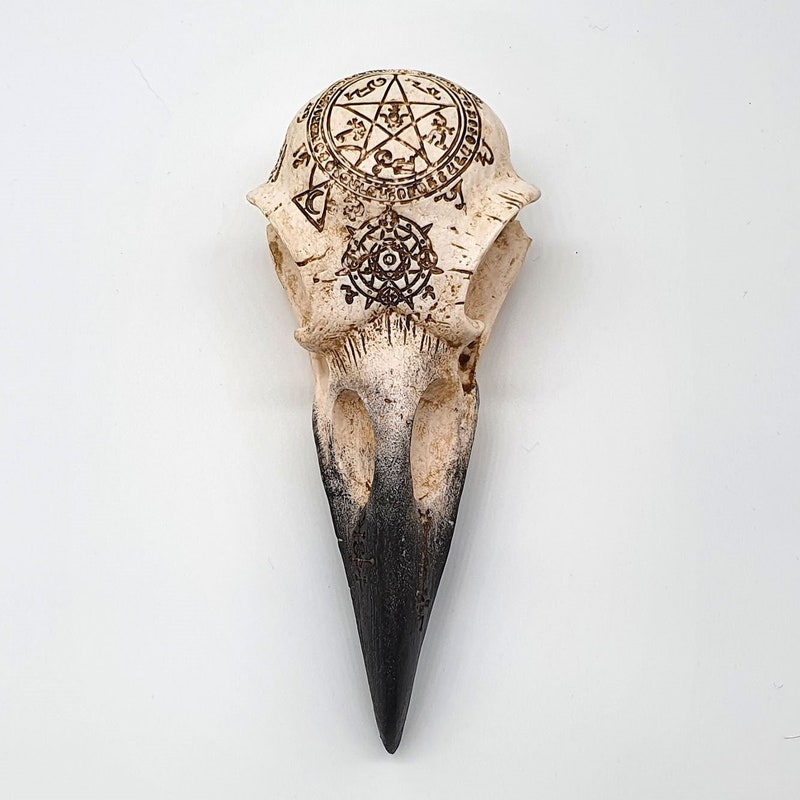Real Crow Skull - Etsy