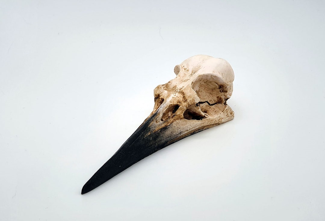 Wall 3D Decor Decoration Crow Raven Bird Skull Replica Realistic ...