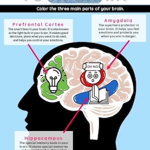 Prek/k: Your Brain, Prefrontal Cortex, Hippocampus, and Amygdala - Etsy