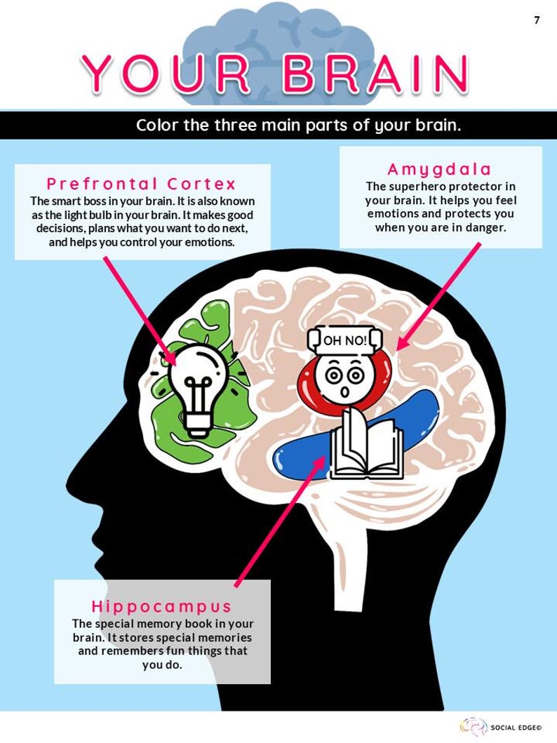 Prek/k: Your Brain, Prefrontal Cortex, Hippocampus, and Amygdala - Etsy