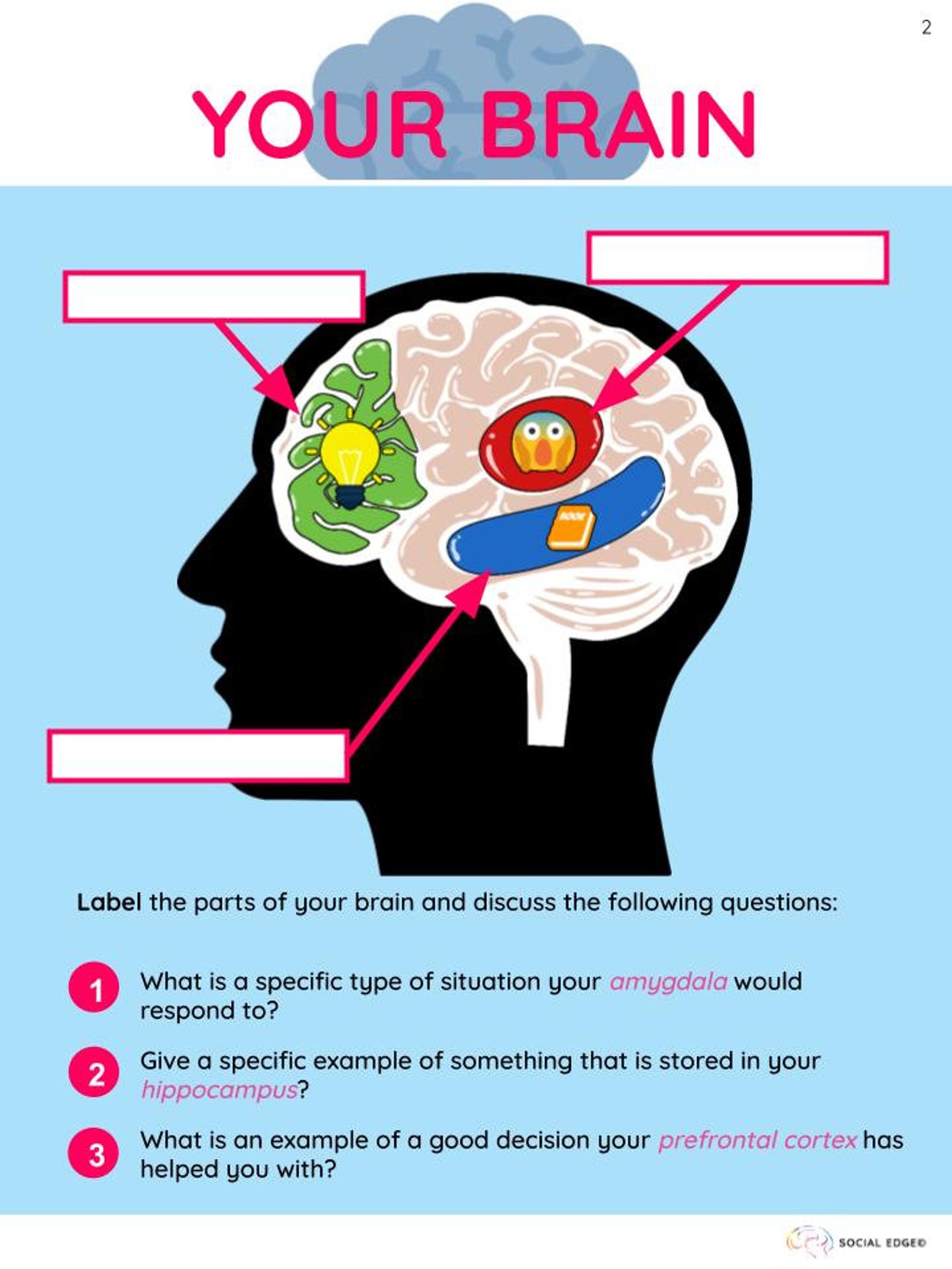 Your Brain: Prefrontal Cortex, Amygdala, Hippocampus - Etsy