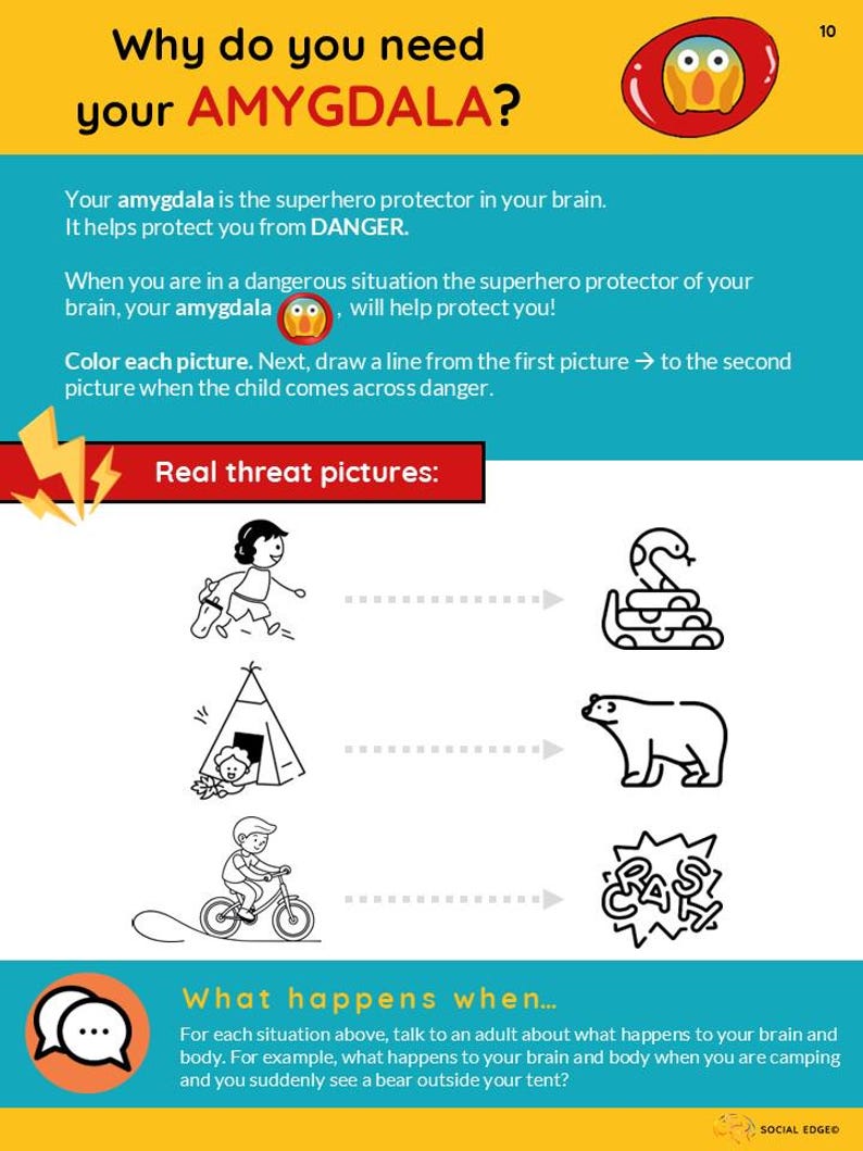 Prek/k: Your Brain, Prefrontal Cortex, Hippocampus, and Amygdala - Etsy