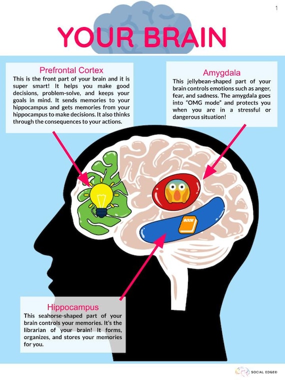 Amygdala Hippocampus Prefrontal Cortex