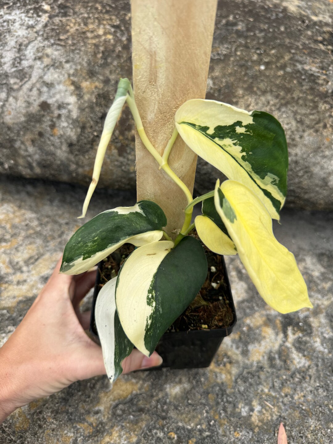 Scindapsus Jade Satin Variegated White Albo - Etsy