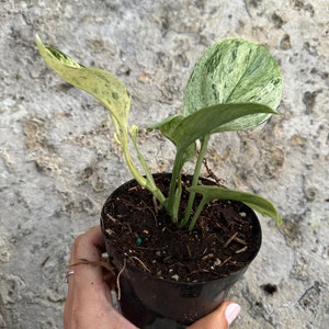 Scindapsus Treubii Moonlight Marble - Etsy