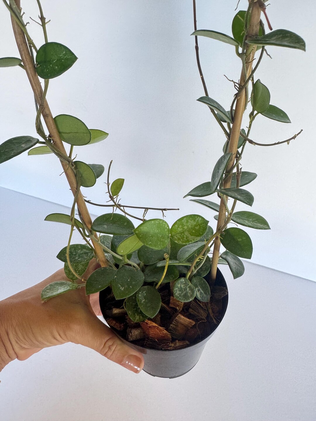 Beautiful Hoya Mathilde in 4" Pot With Trellis - Etsy