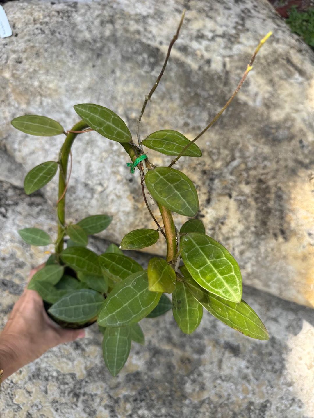 Hoya Elliptica in 4" Pot With Bamboo Trellis - Etsy