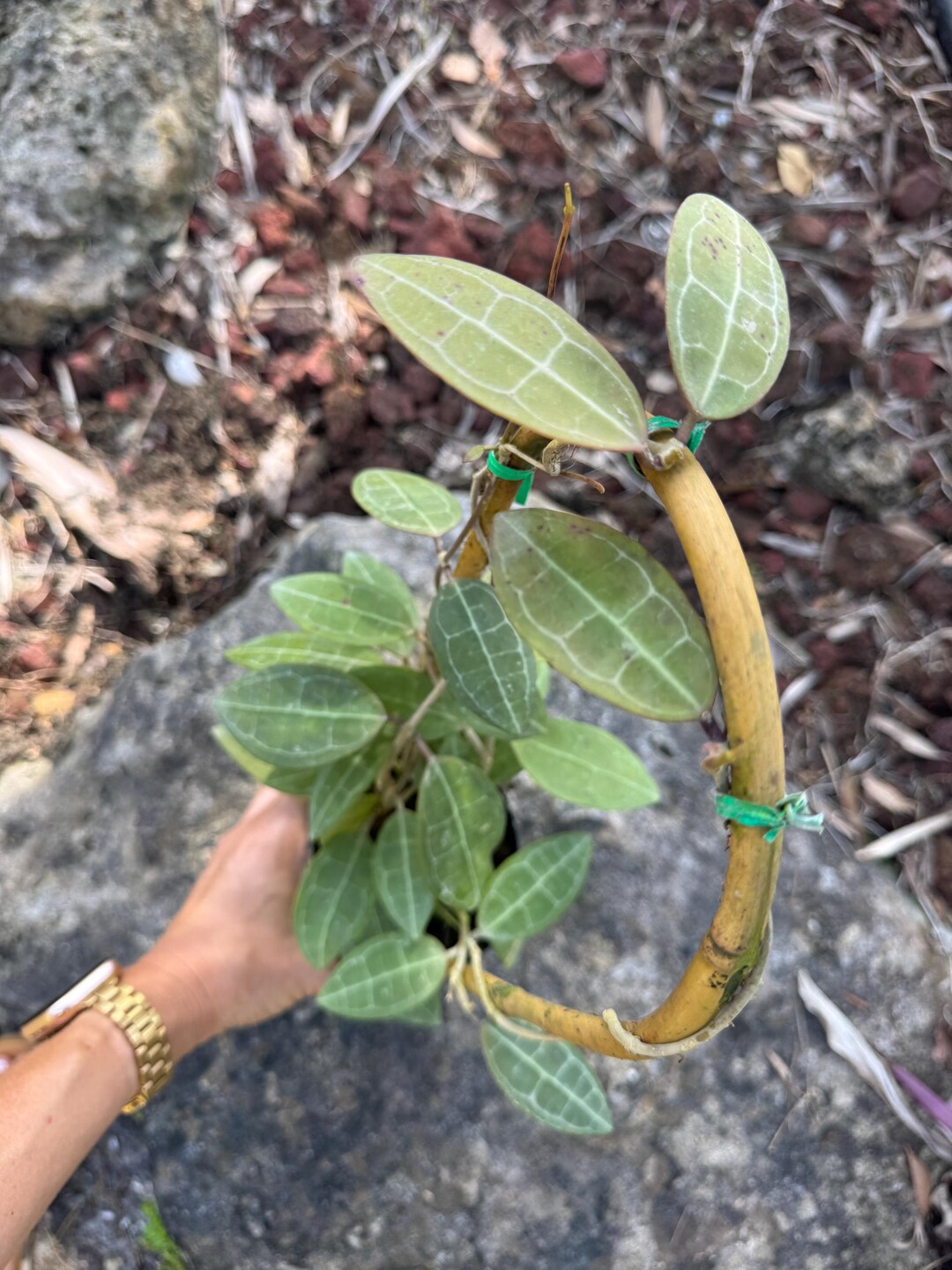 Hoya Elliptica in 4 Pot With Bamboo Trellis - Etsy
