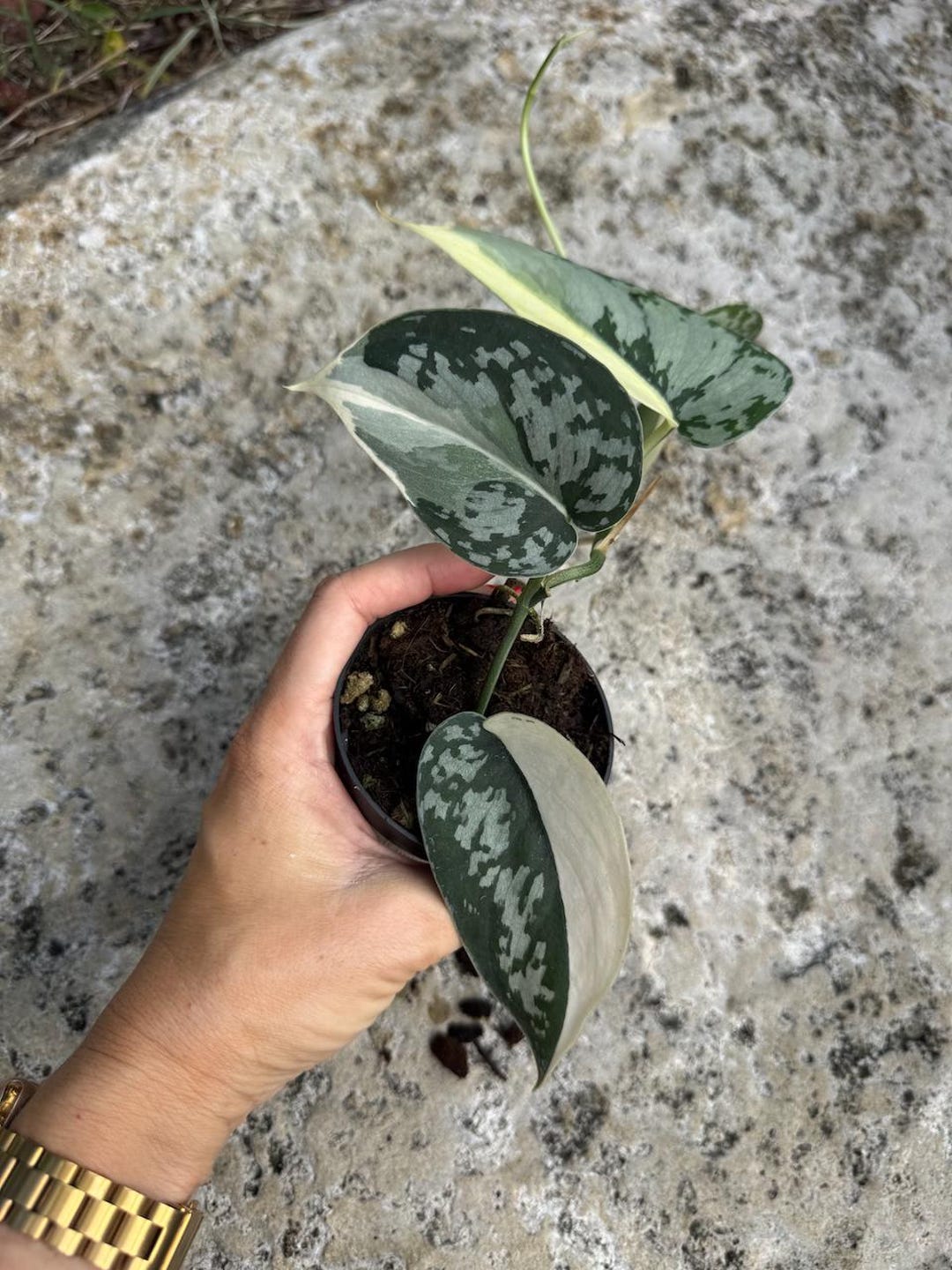 Scindapsus Lakambini 3" Rare Variegated - Etsy