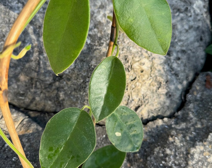 Hoya Lauterbachii Rare Hoya on Bamboo Trellis - Etsy