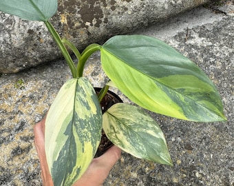 Philodendron Silver Sword Variegated - Etsy