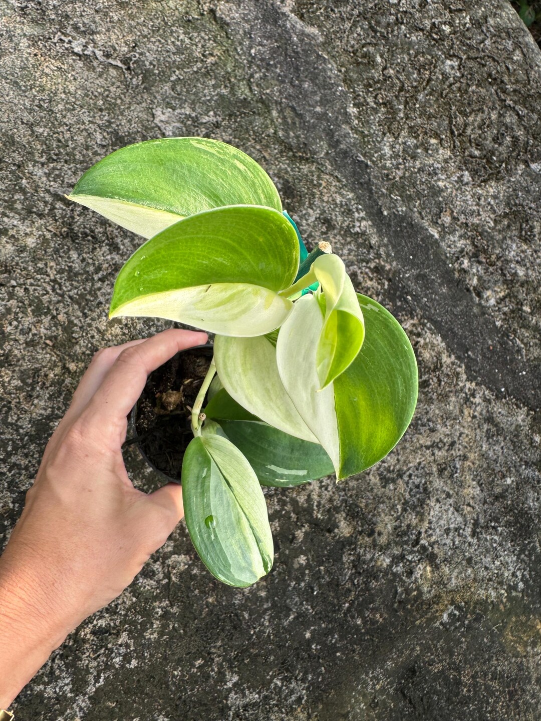 Scindapsus Rubicon Variegated 3 Pot - Etsy