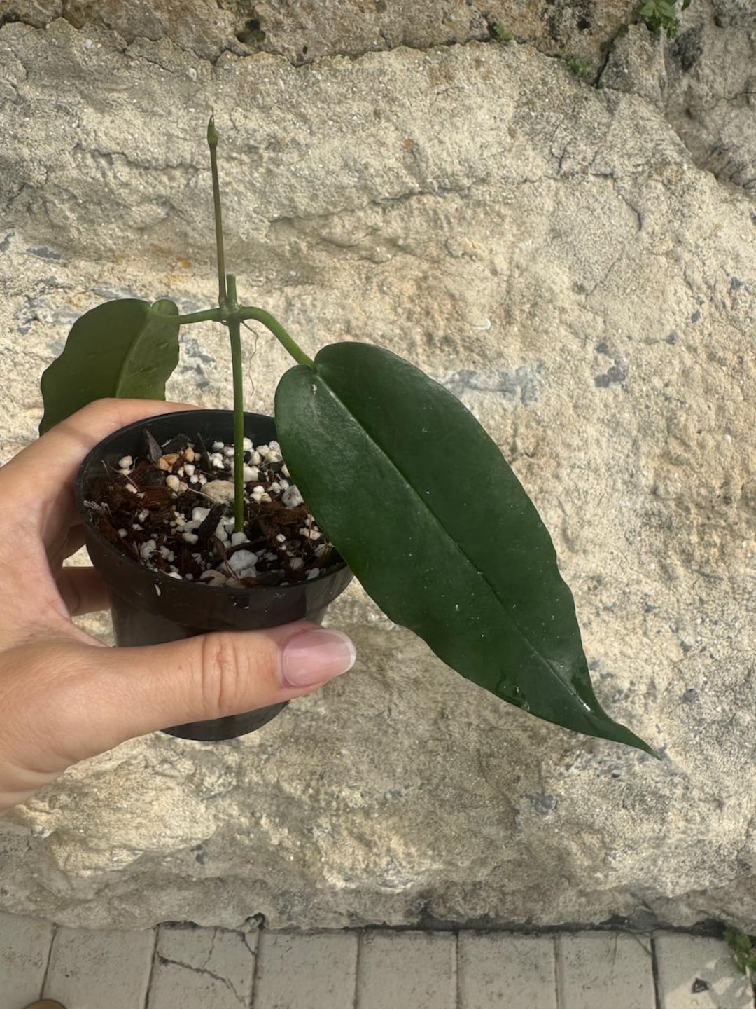 Hoya Macgillivrayi Rare Rooted Cutting With New Growth 3 - Etsy