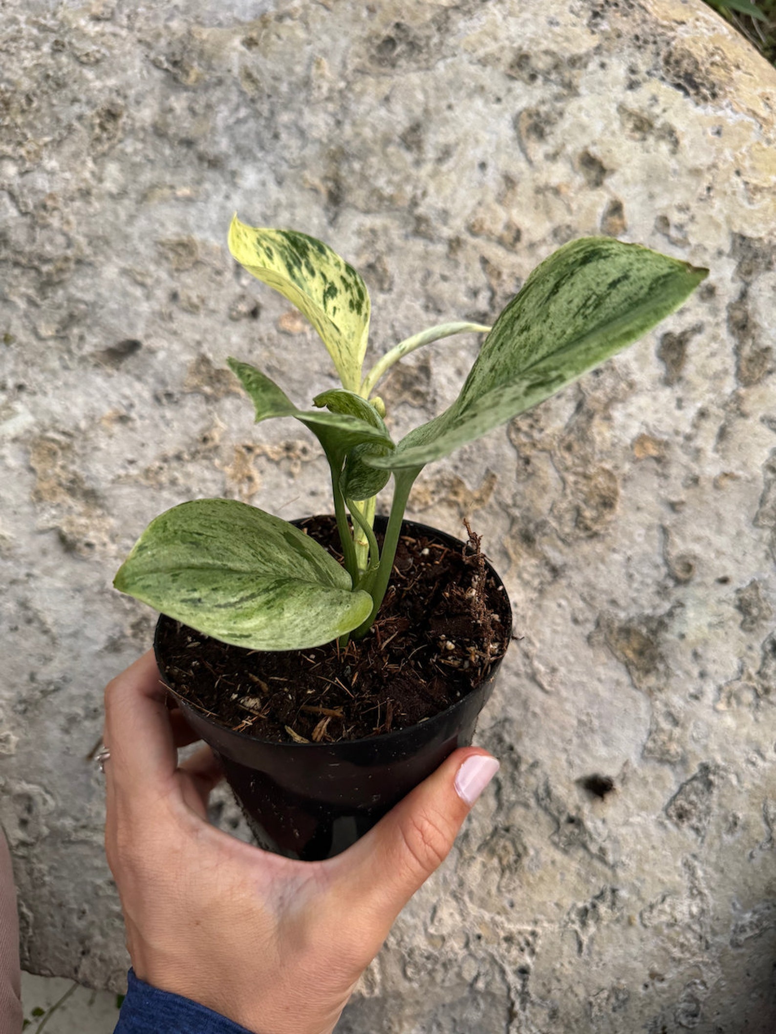 Scindapsus Treubii Moonlight Marble - Etsy