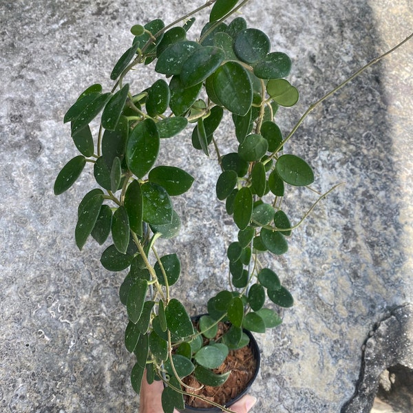 Hoya Mathilde - Etsy