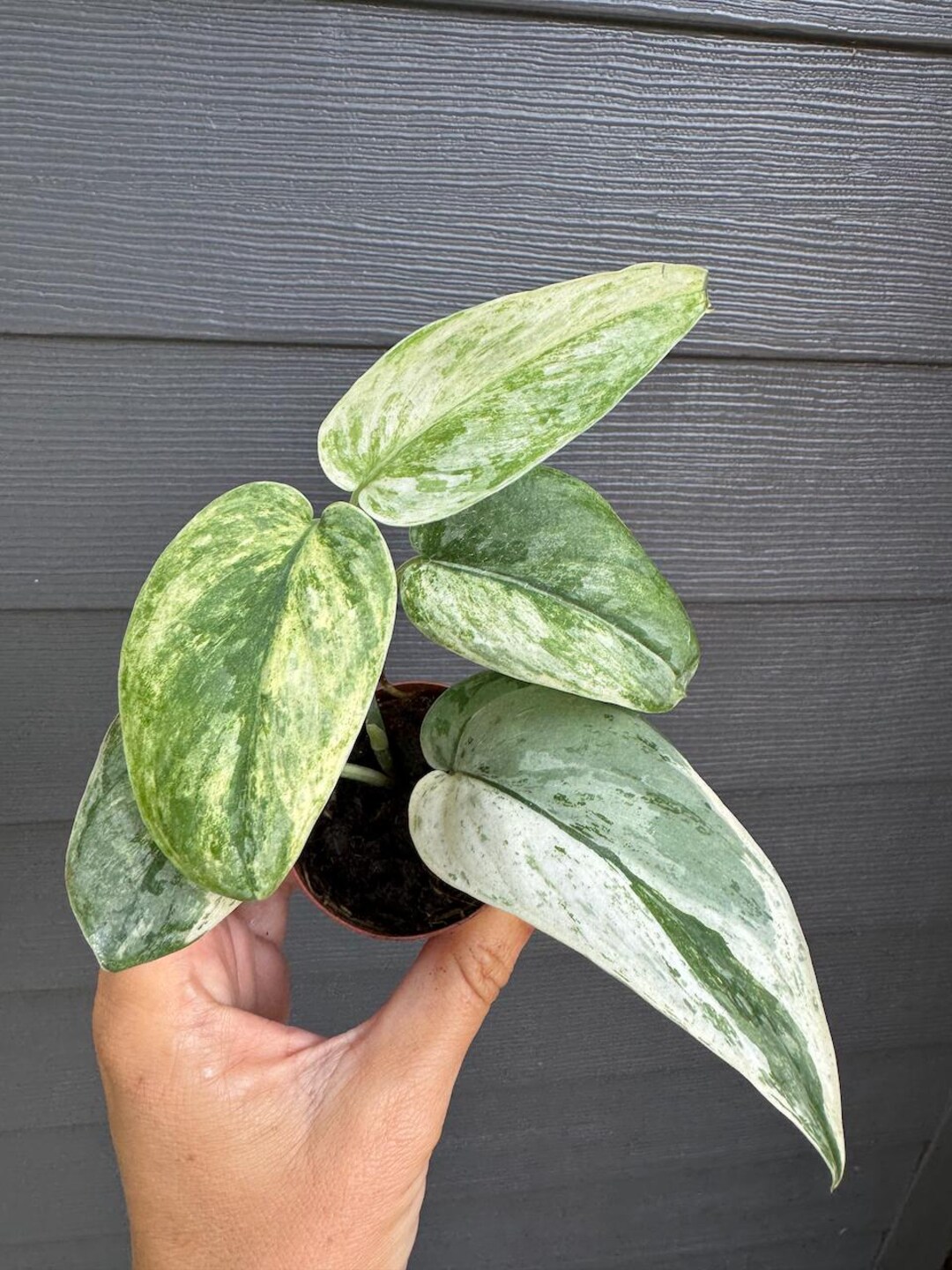 Scindapsus Silver Cloud Variegated - Etsy