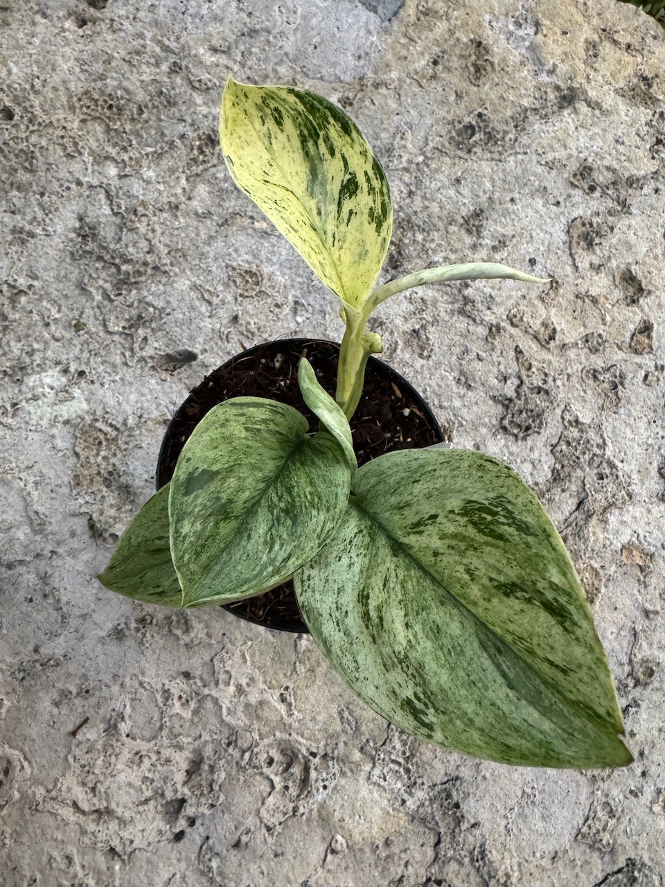 Scindapsus Treubii Moonlight Marble - Etsy