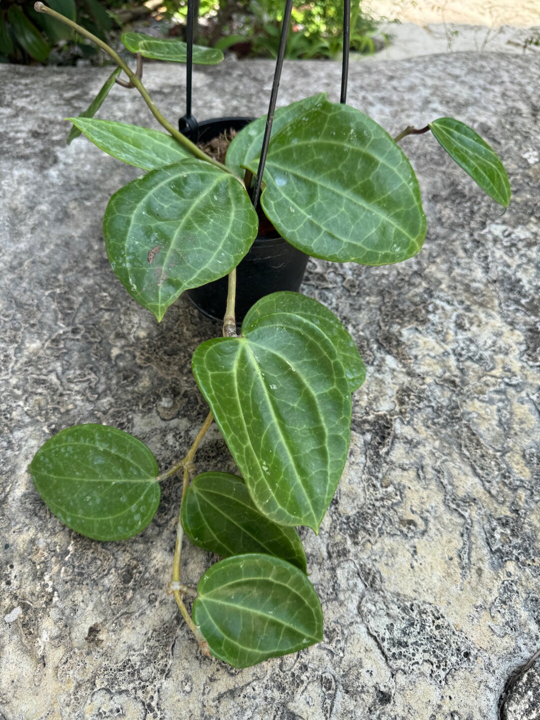 Beautiful Large Hoya Latifolia Sarawak cream in 5 Hanging Basket - Etsy