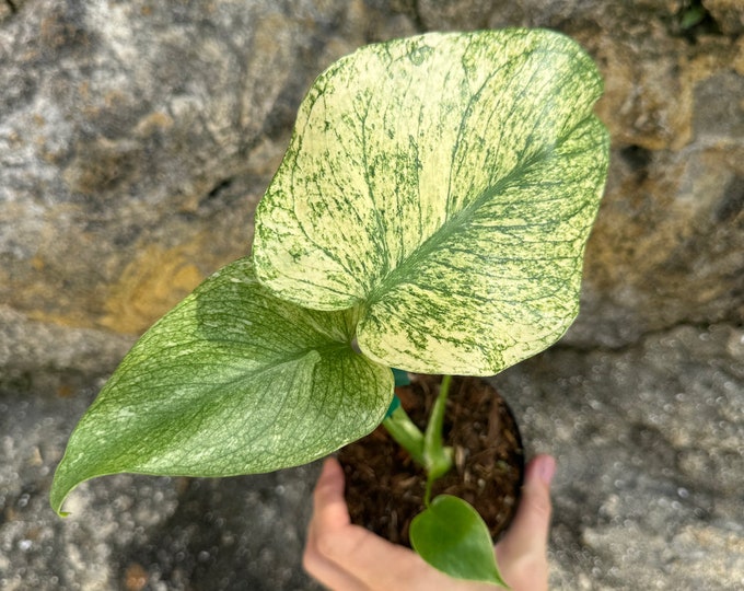 Monstera Deliciosa Mint Variegated - Etsy