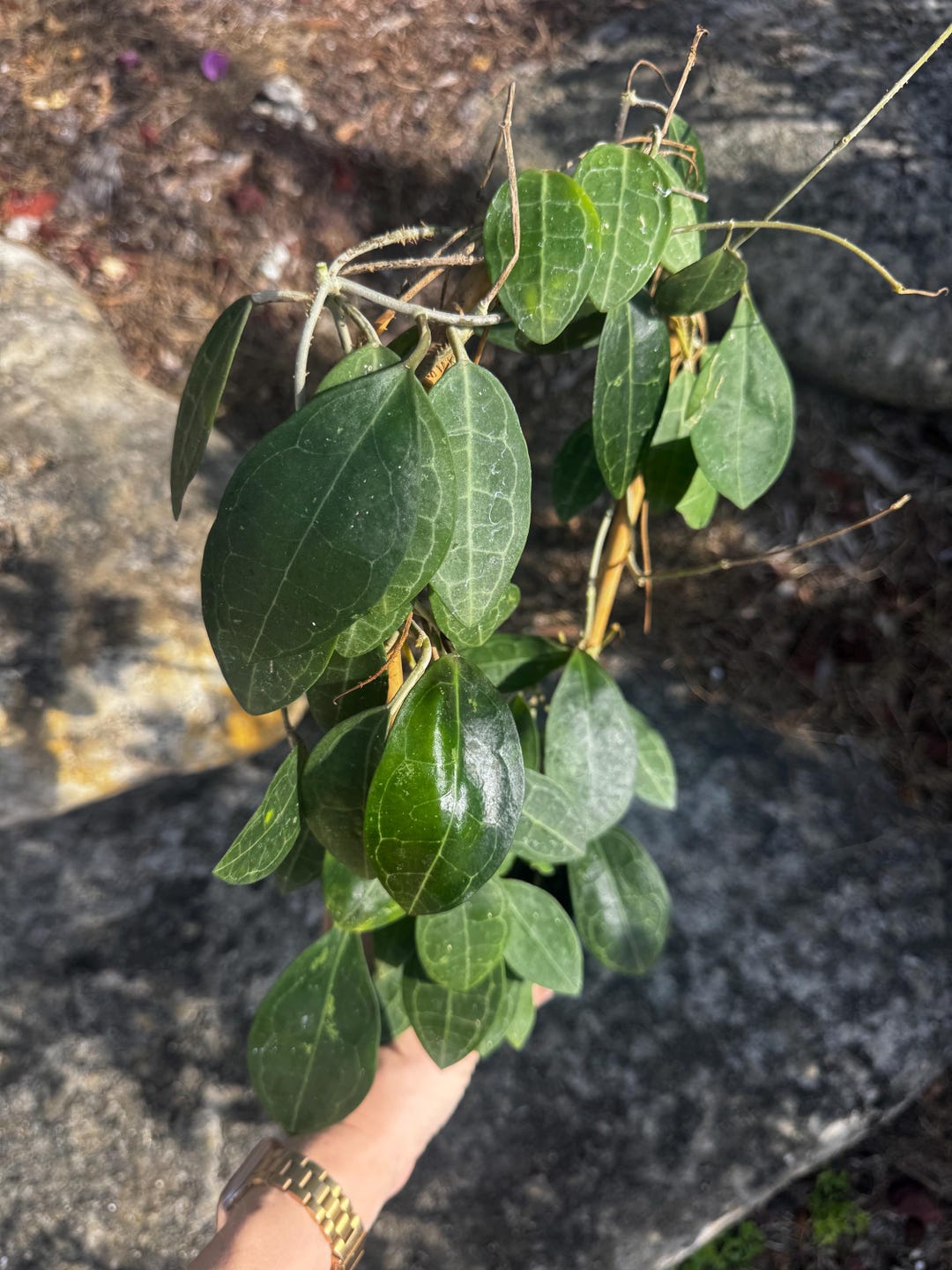Hoya Elliptica in 4" Pot With Bamboo Trellis - Etsy