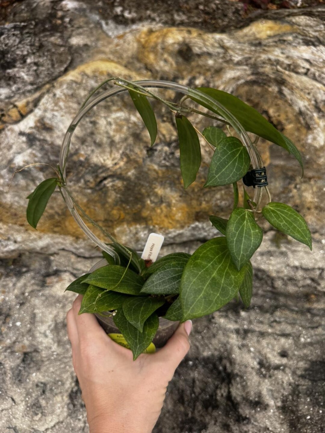Hoya Fitchii 4" Pot With Trellis - Etsy