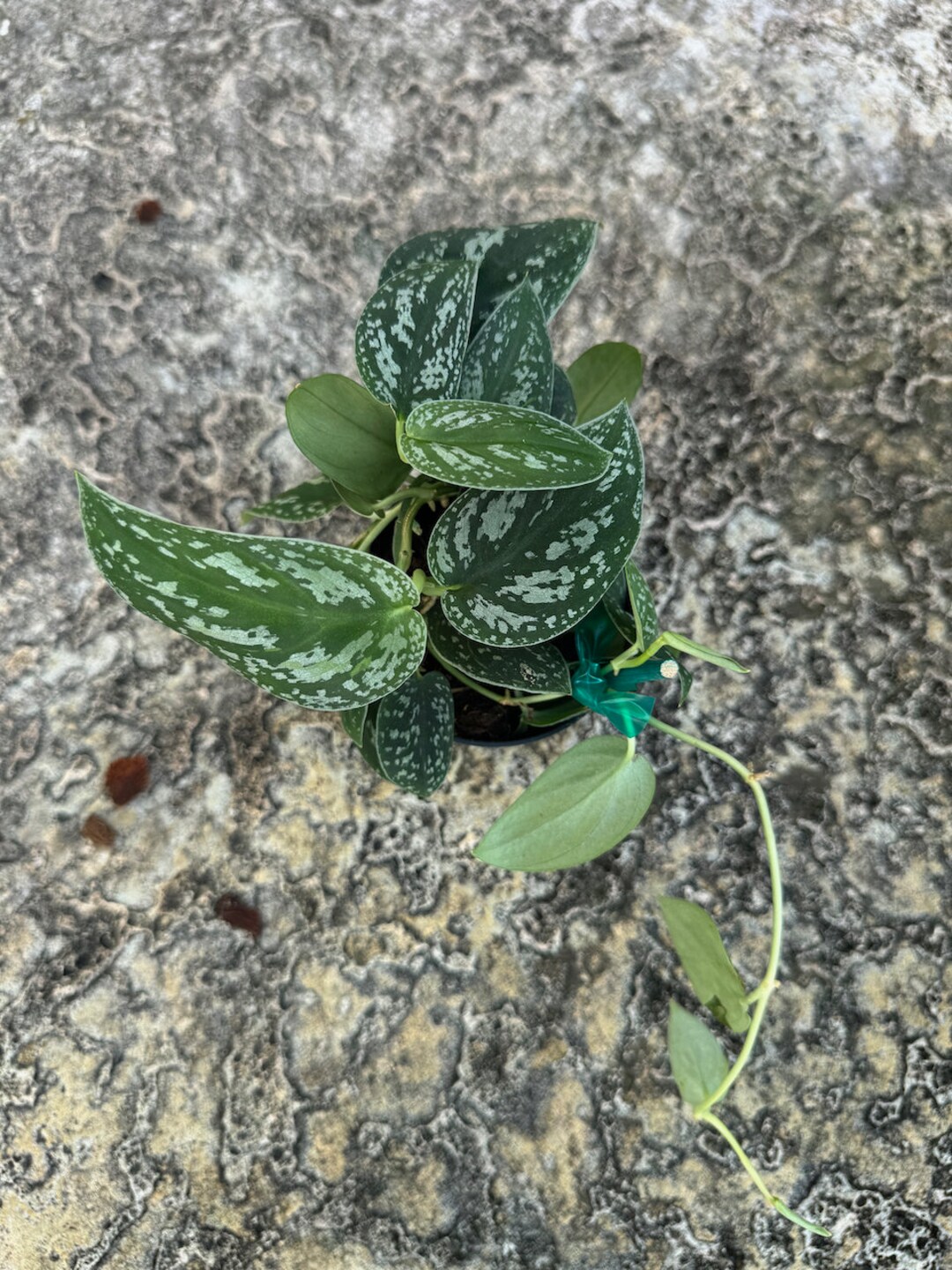 Scindapsus Tricolor in 3 Pot - Etsy