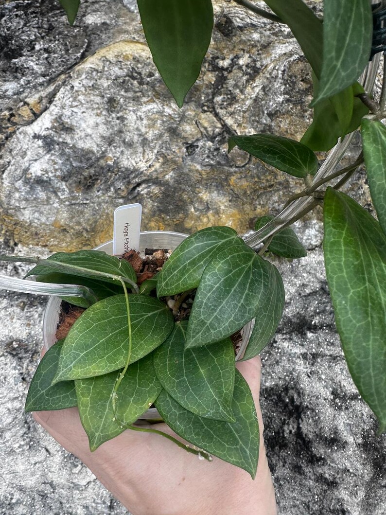 Hoya Fitchii 4" Pot With Trellis - Etsy