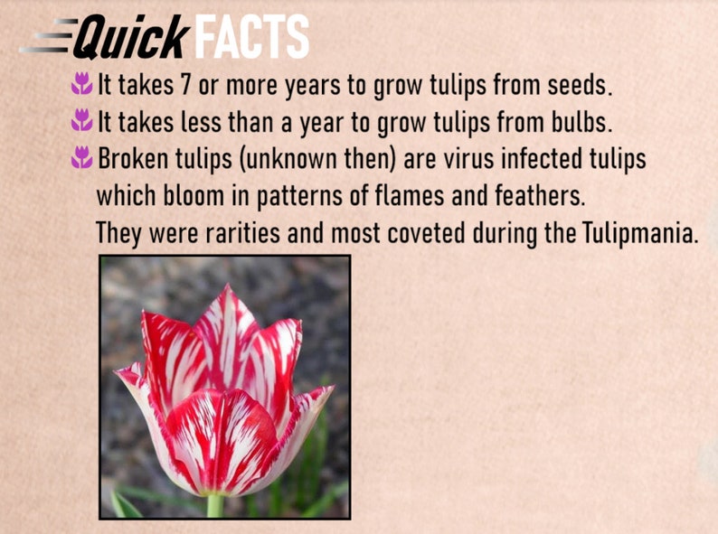 The 1637 Tulipmania ART PRINT, Tulipmania Poster, Wall Street Art ...