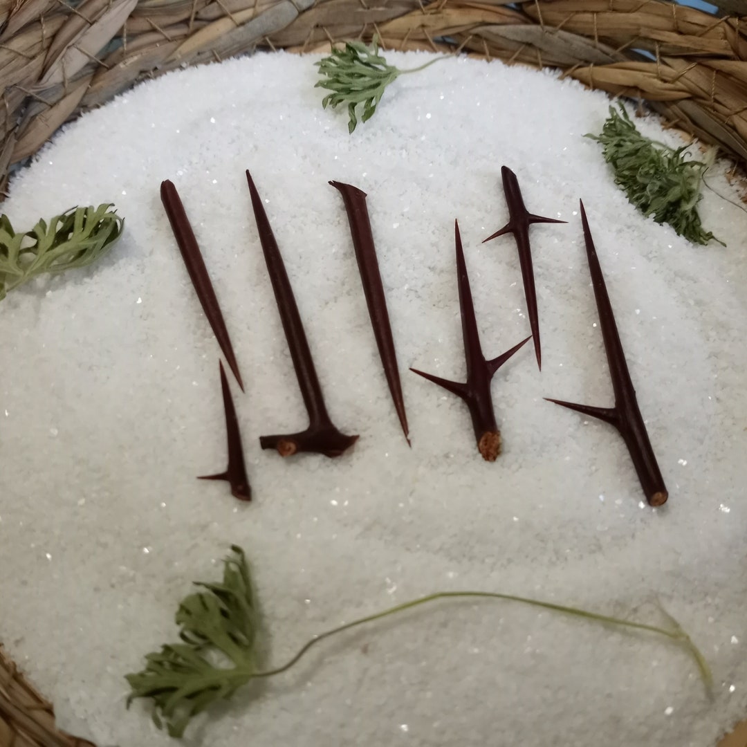 7 Small Dried Honey Locust Thorns. - Etsy