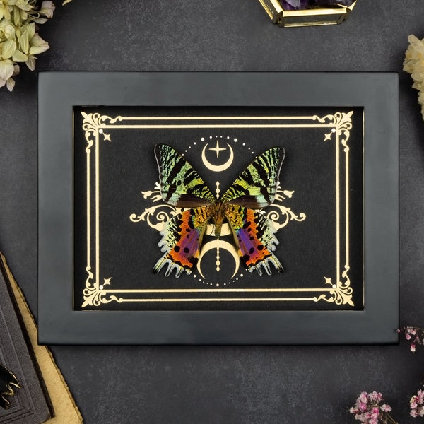 Butterfly Display Case - Etsy