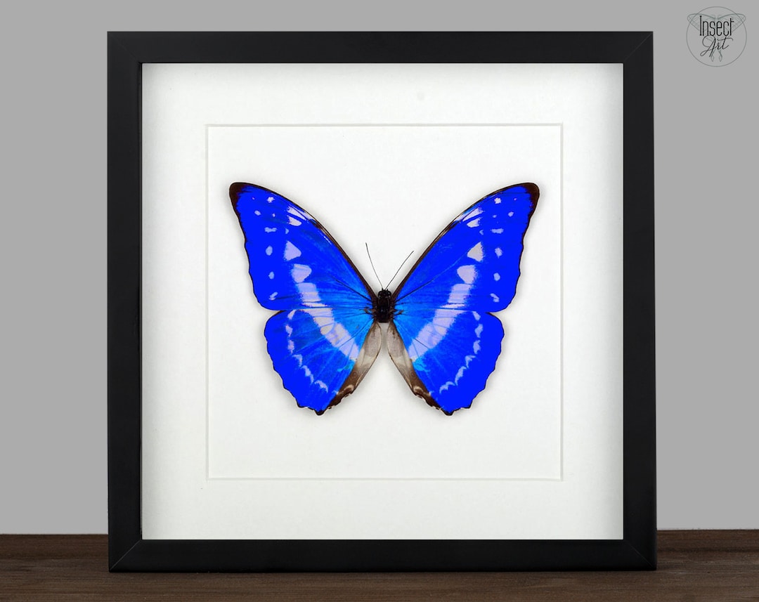 Real Framed Butterfly Blue Morpho Shadow Box Frame Insect Entomology ...