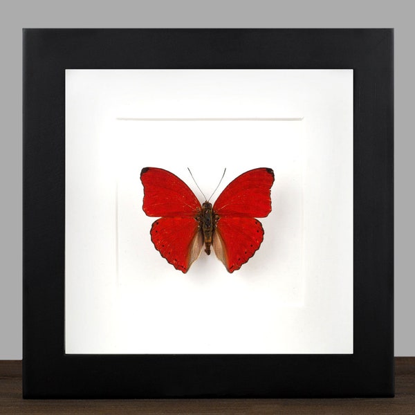 Red Butterfly - Etsy