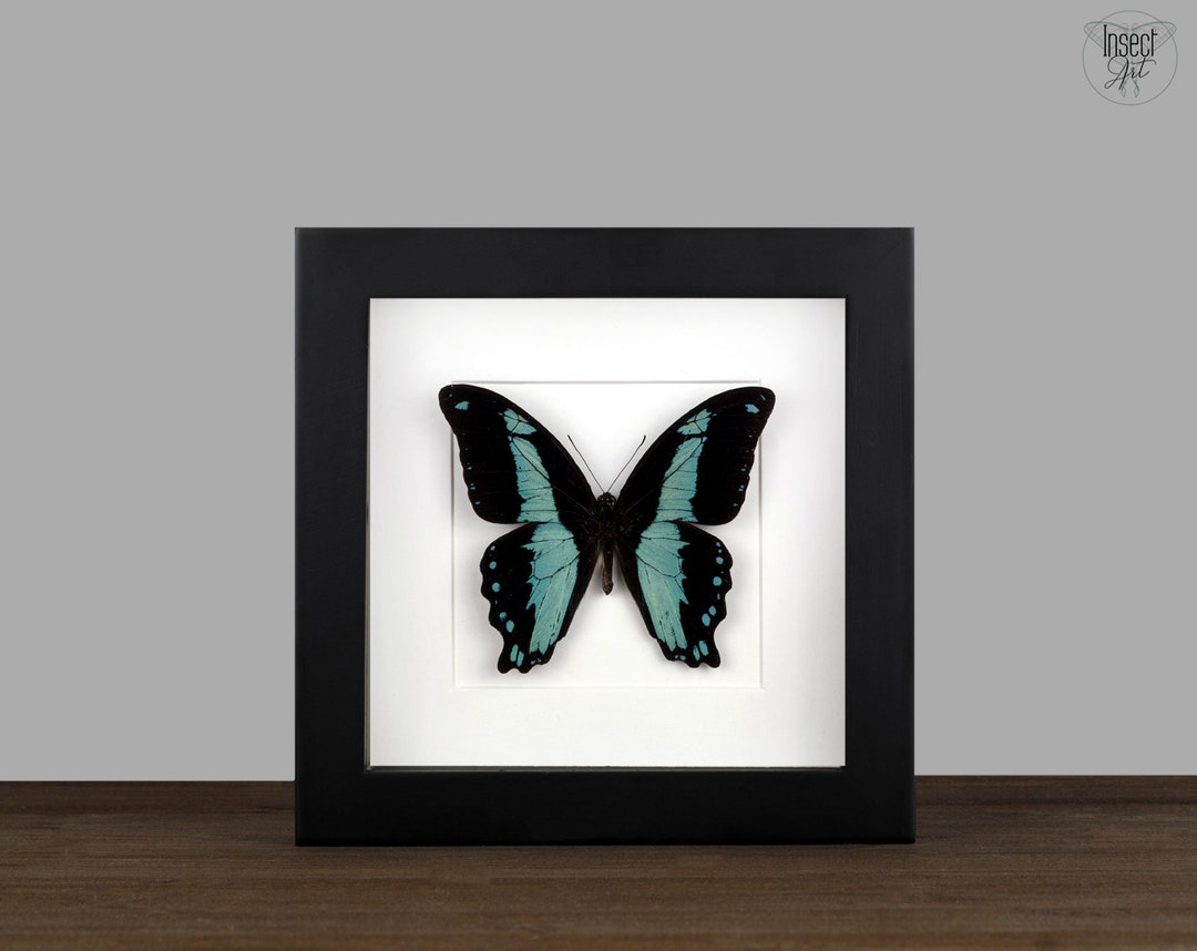 Real Framed Butterfly Papilio Bromius Shadow Box Bug Frame - Etsy