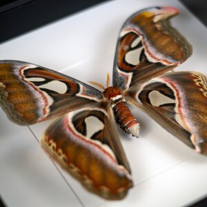 Real Atlas Moth Shadow Box Frame, Framed Attacus Atlas, Moth Taxidermy ...