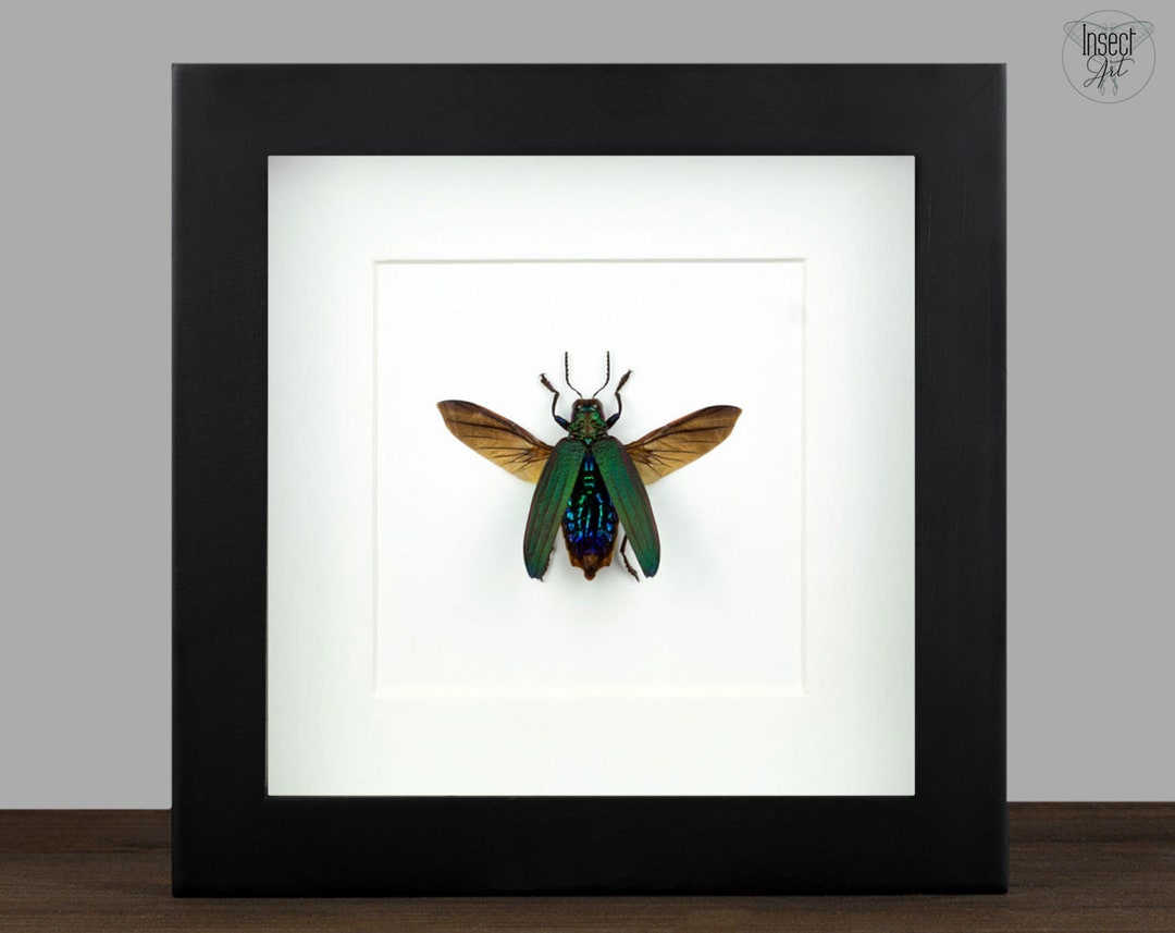 Real Juwel Beetle Demochroa Detanii Dried Insect Dead Bug Frame ...