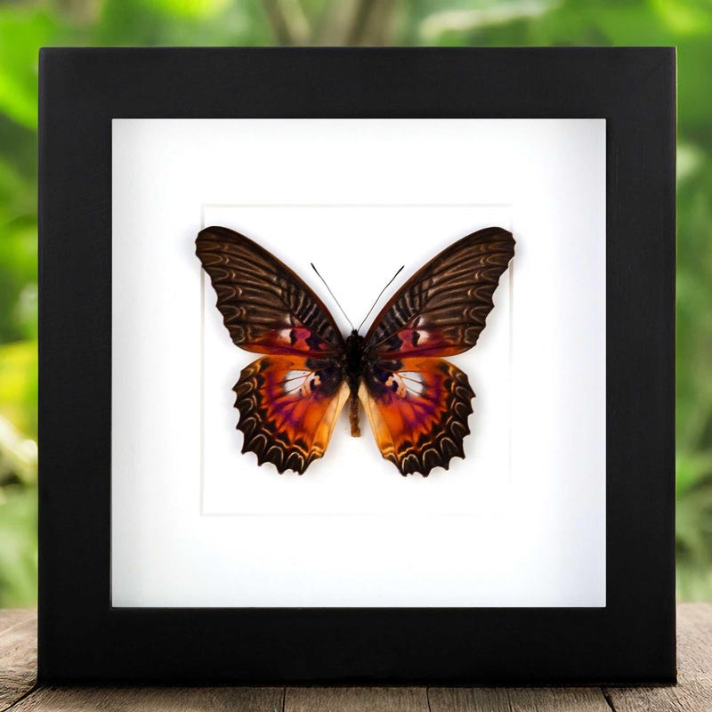 Dried Butterflies - Etsy
