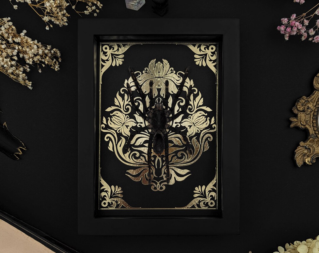 Real Framed Bird Eating Spider, Arachnid in Shadow Box Frame, Insect ...