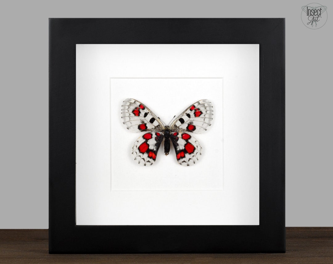 Framed Red Apollo Butterfly, Parnassius Nomion Koiwayai Shadow Box ...
