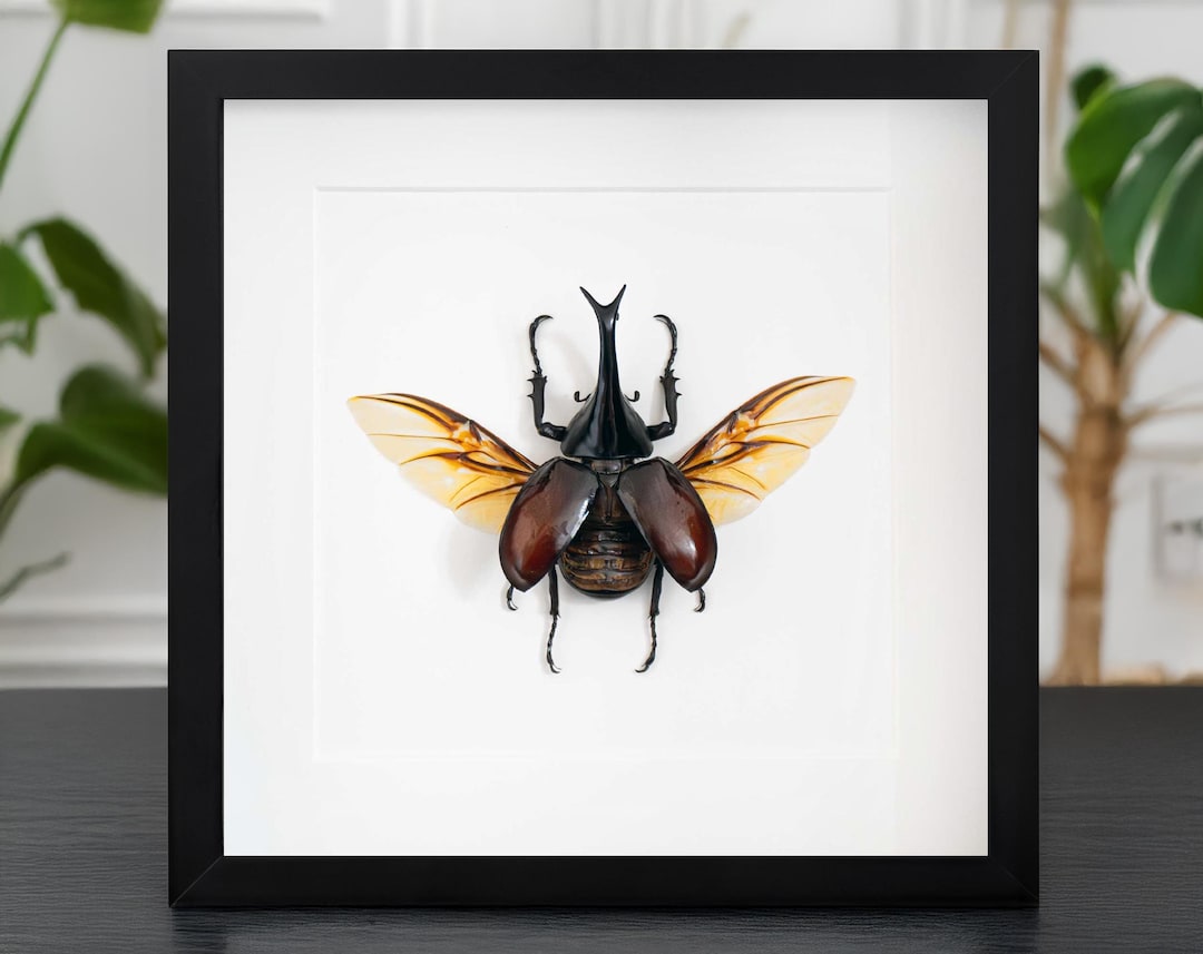 Real Giant Scarab Beetle in 8x8 Black Shadow Box Frame – Taxidermy ...