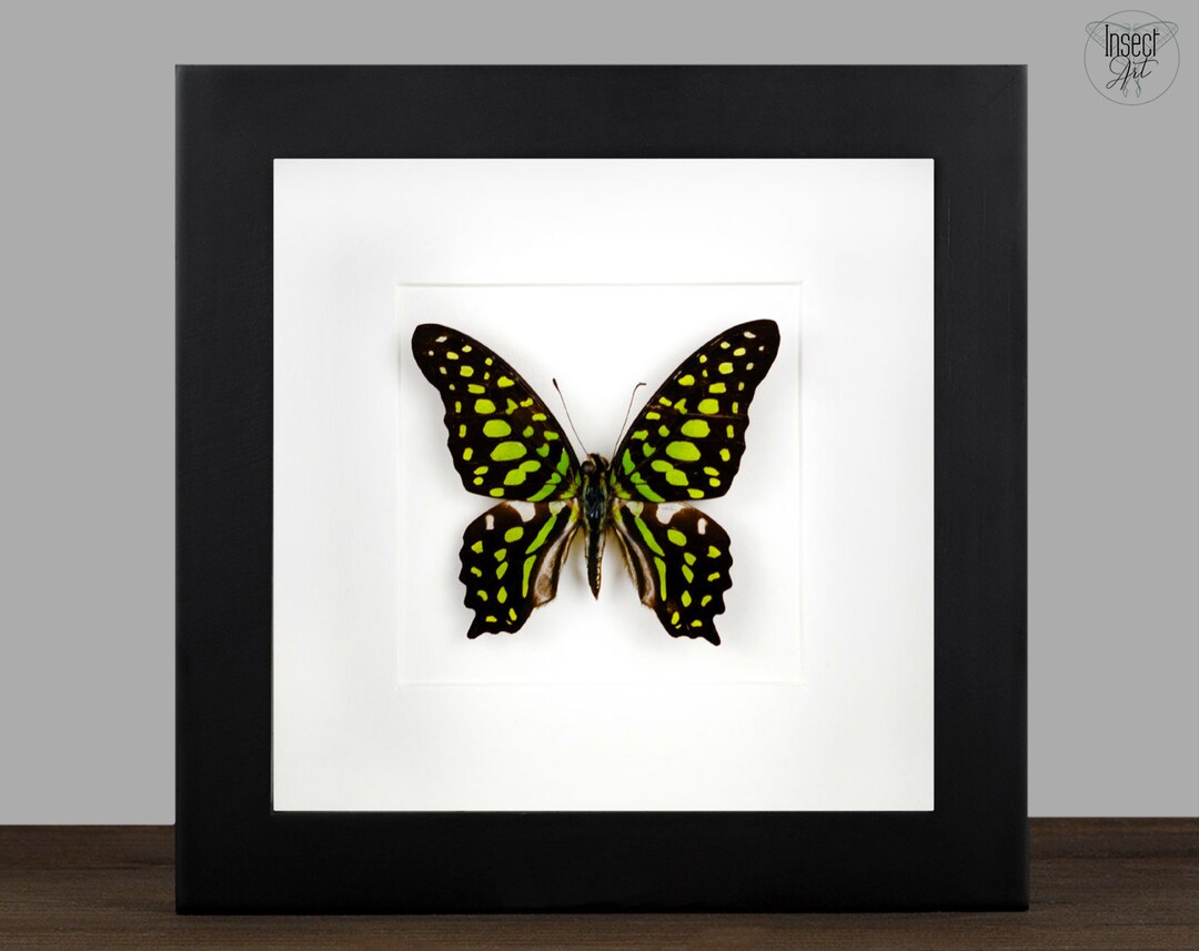 Real Butterfly Frame Green Swallowtail Framed Real Insect Moth Shadow ...