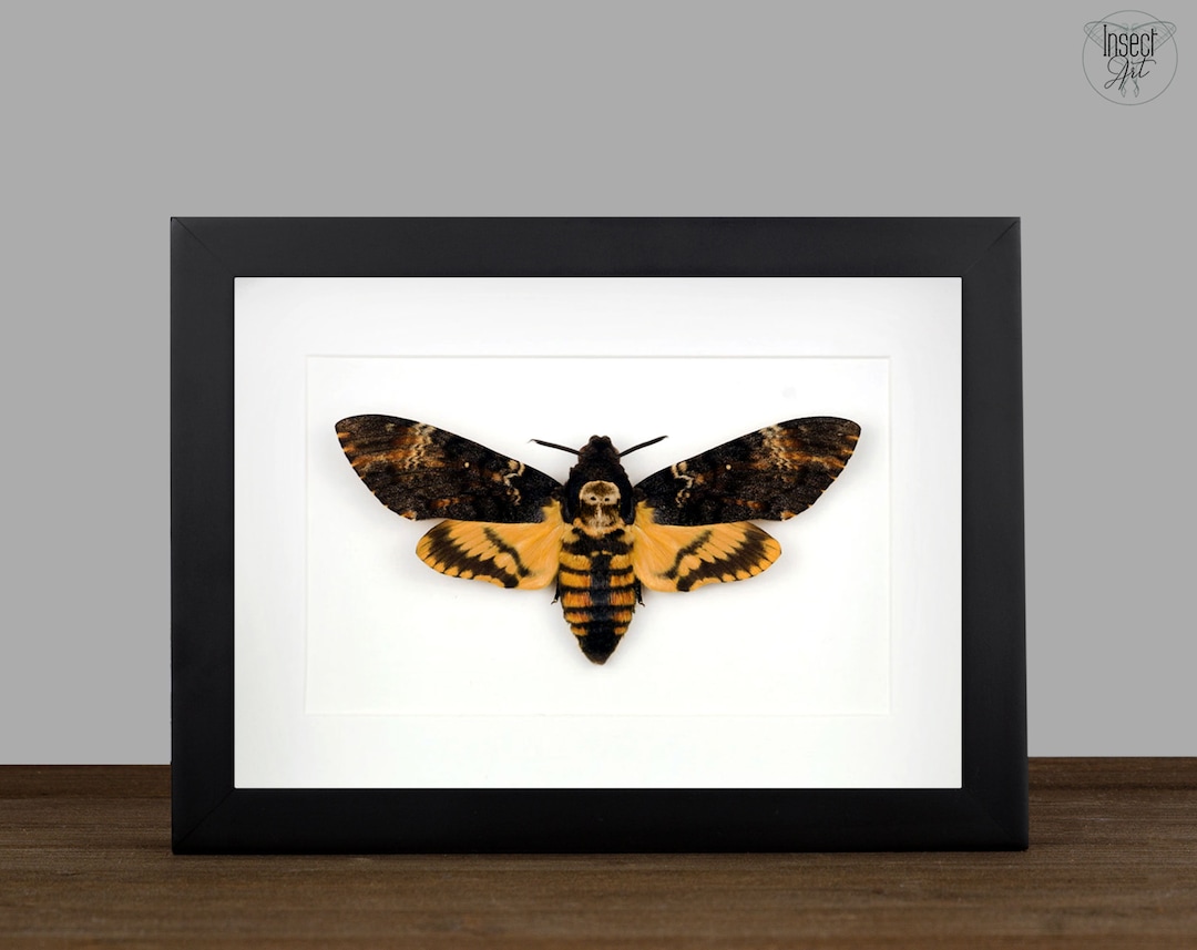 Real Framed Death Head Hawk Moth, Acherontia Atropos Shadow Box Frame ...